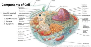 Cell structure and function | PPTX