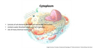 Cell structure and function | PPT