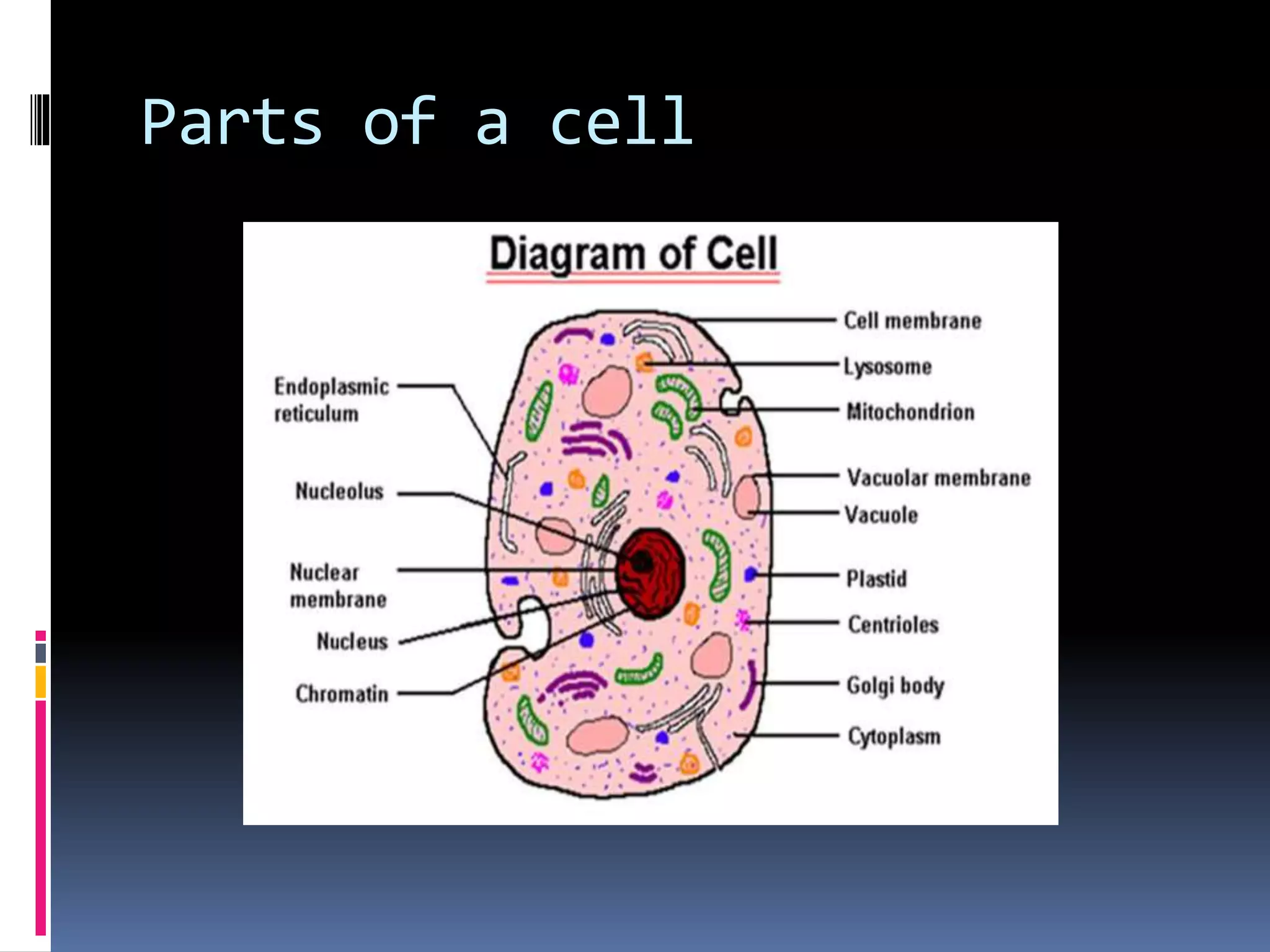 Cell - structure and functions | PPTX | Biological Sciences | Science