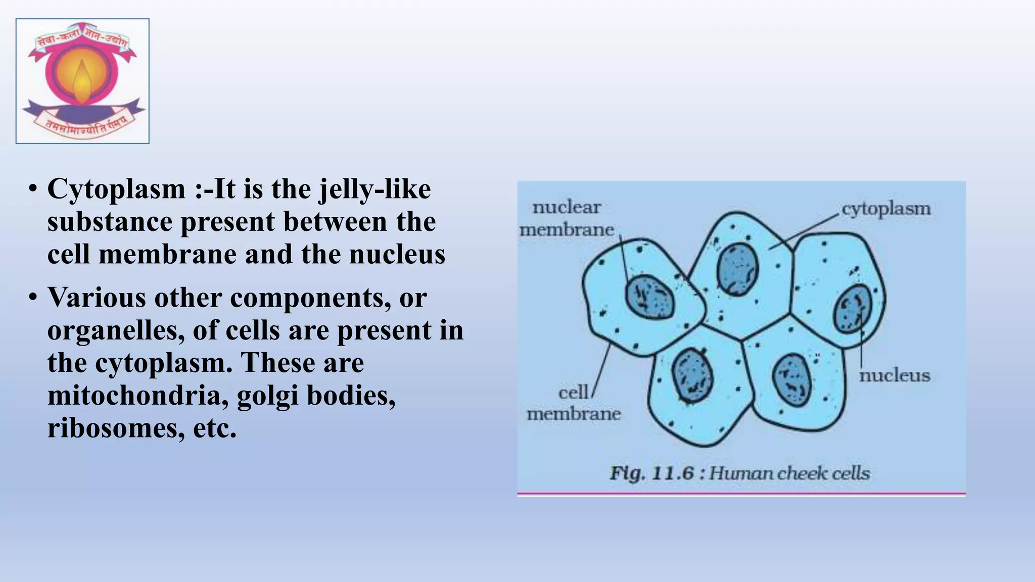 CELL -STRUCTURE AND FUNCTIONS.pptx