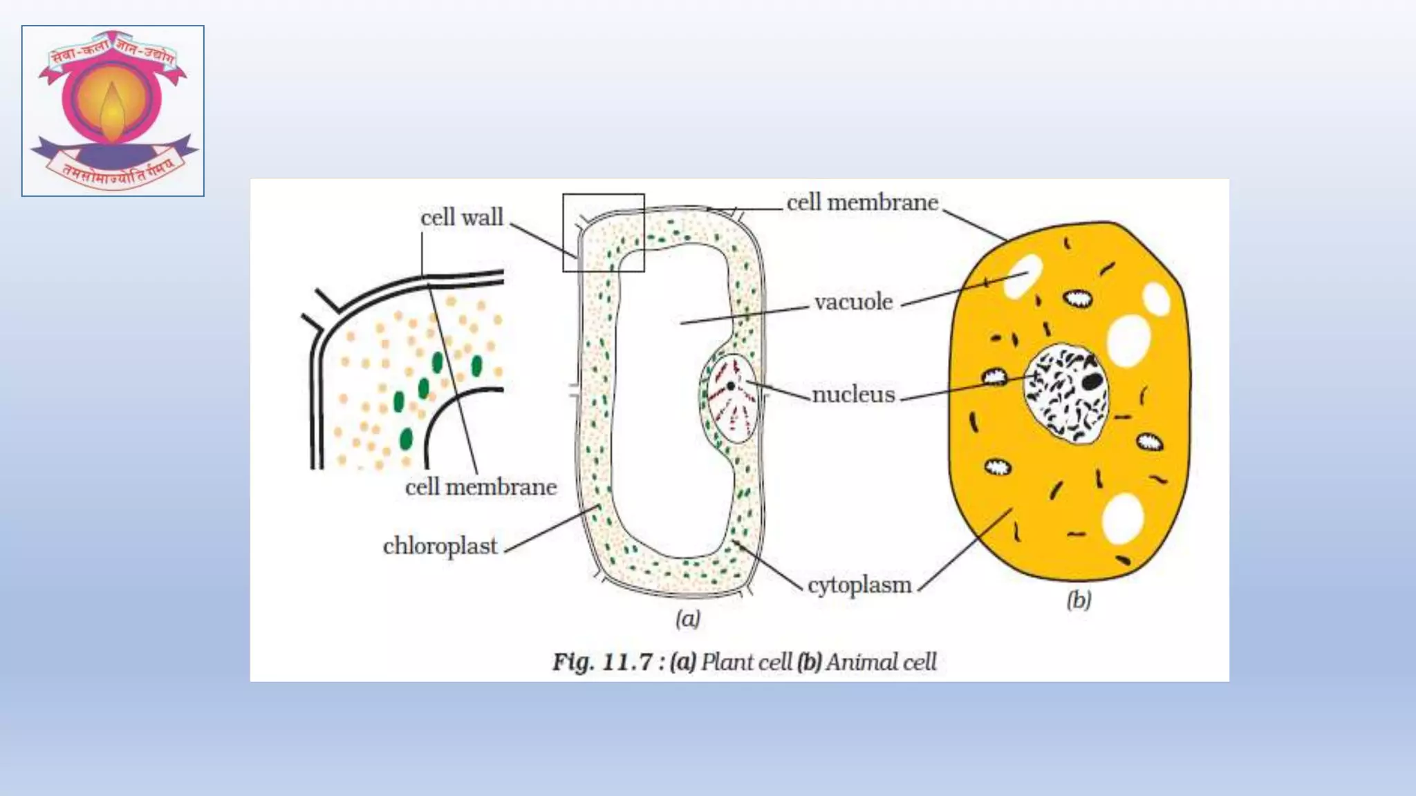 CELL -STRUCTURE AND FUNCTIONS.pptx