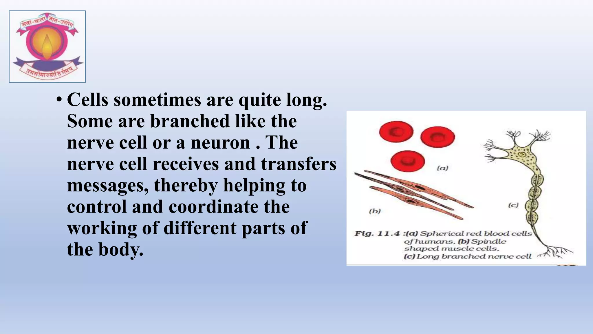 CELL -STRUCTURE AND FUNCTIONS.pptx
