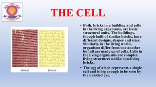 CELL -STRUCTURE AND FUNCTIONS.pptx