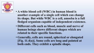 CELL -STRUCTURE AND FUNCTIONS.pptx