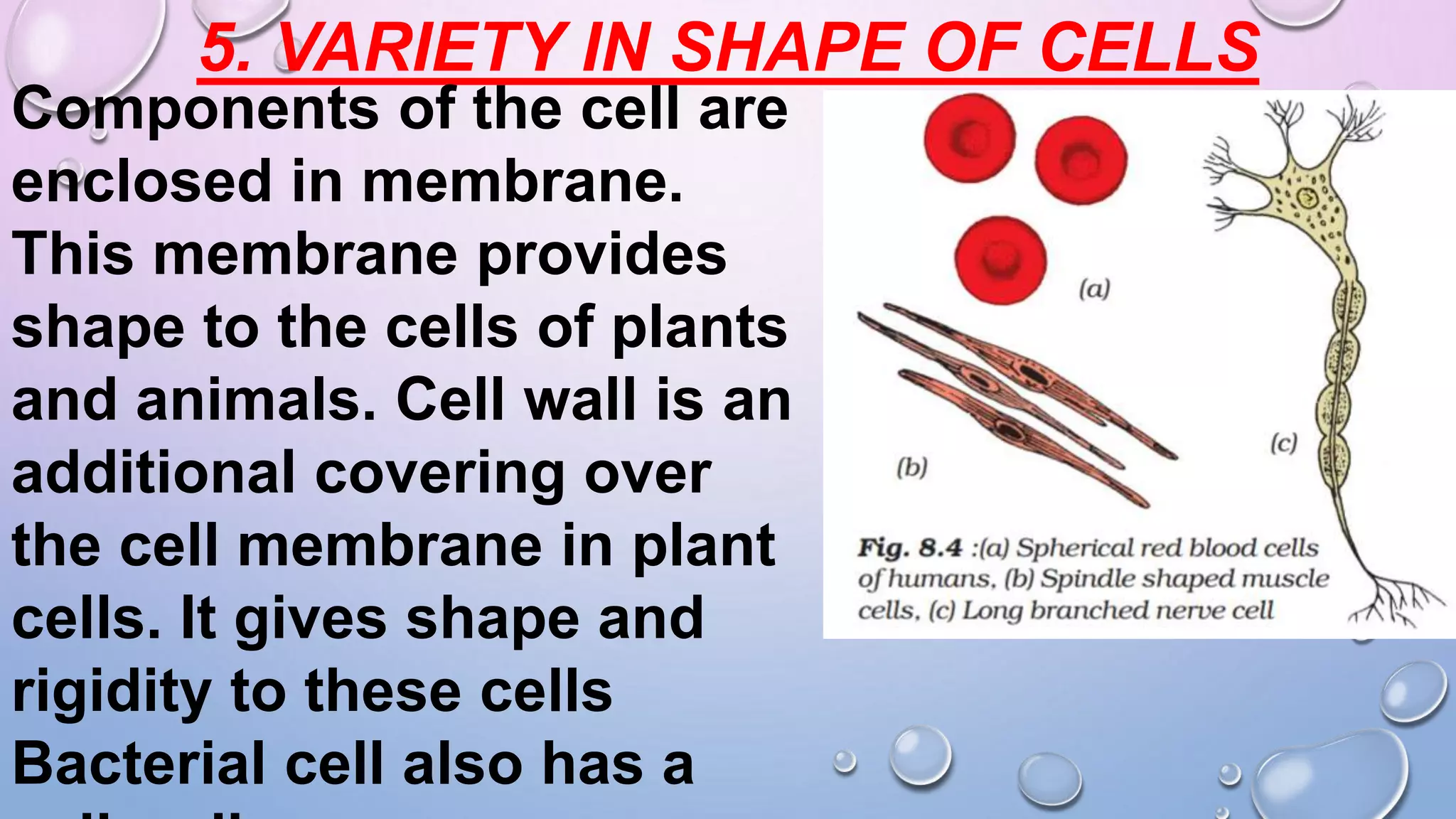 Class 8 ncert science chapter Cell structure and functions by Gaurav ...