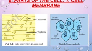 Class 8 ncert science chapter Cell structure and functions by Gaurav ...