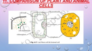 Class 8 ncert science chapter Cell structure and functions by Gaurav ...