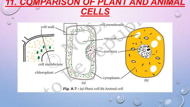 Class 8 Ncert Science Chapter Cell Structure And Functions By Gaurav