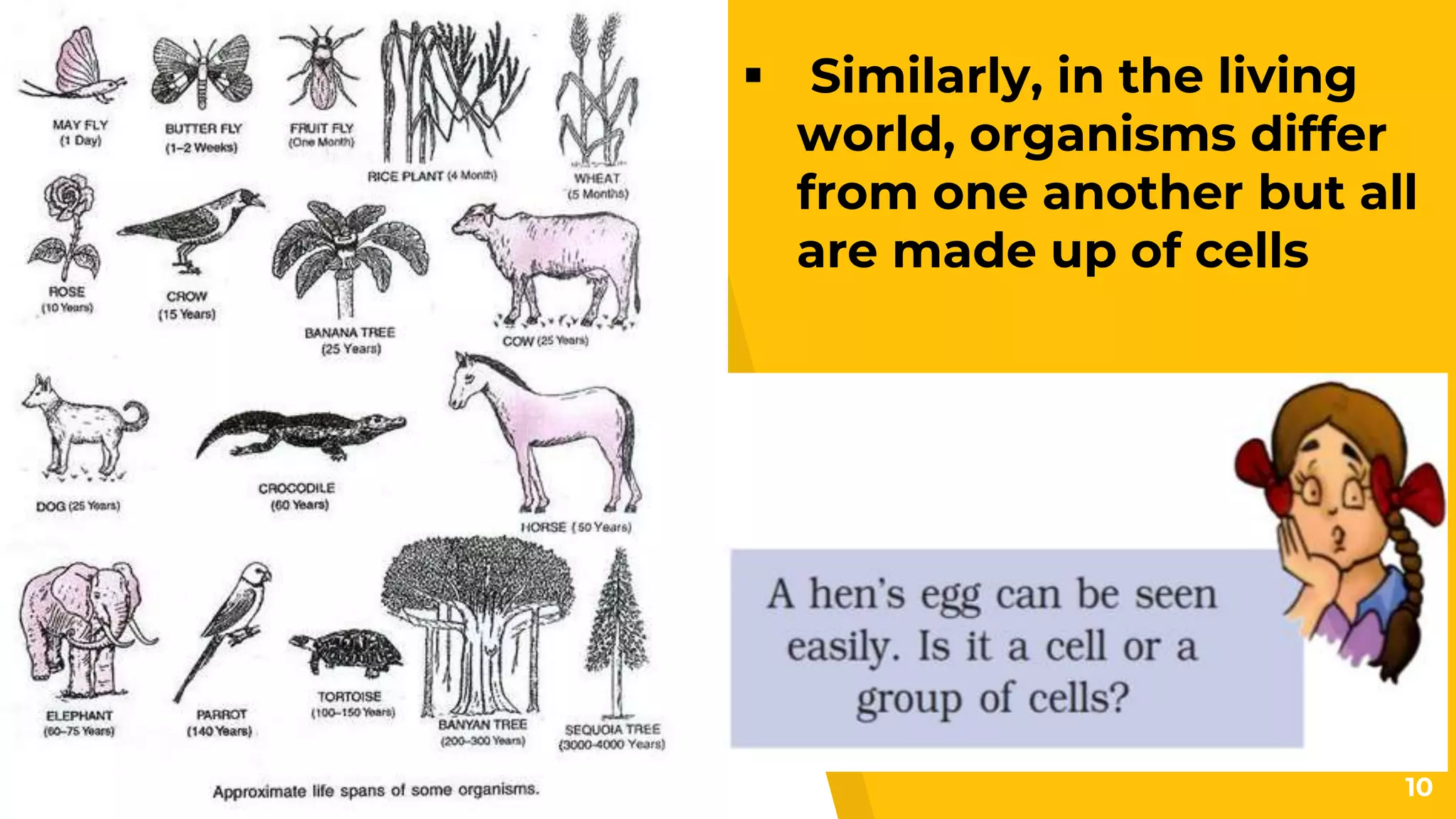 CELL- STRUCTURE AND FUNCTIONS CLASS 8.pptx