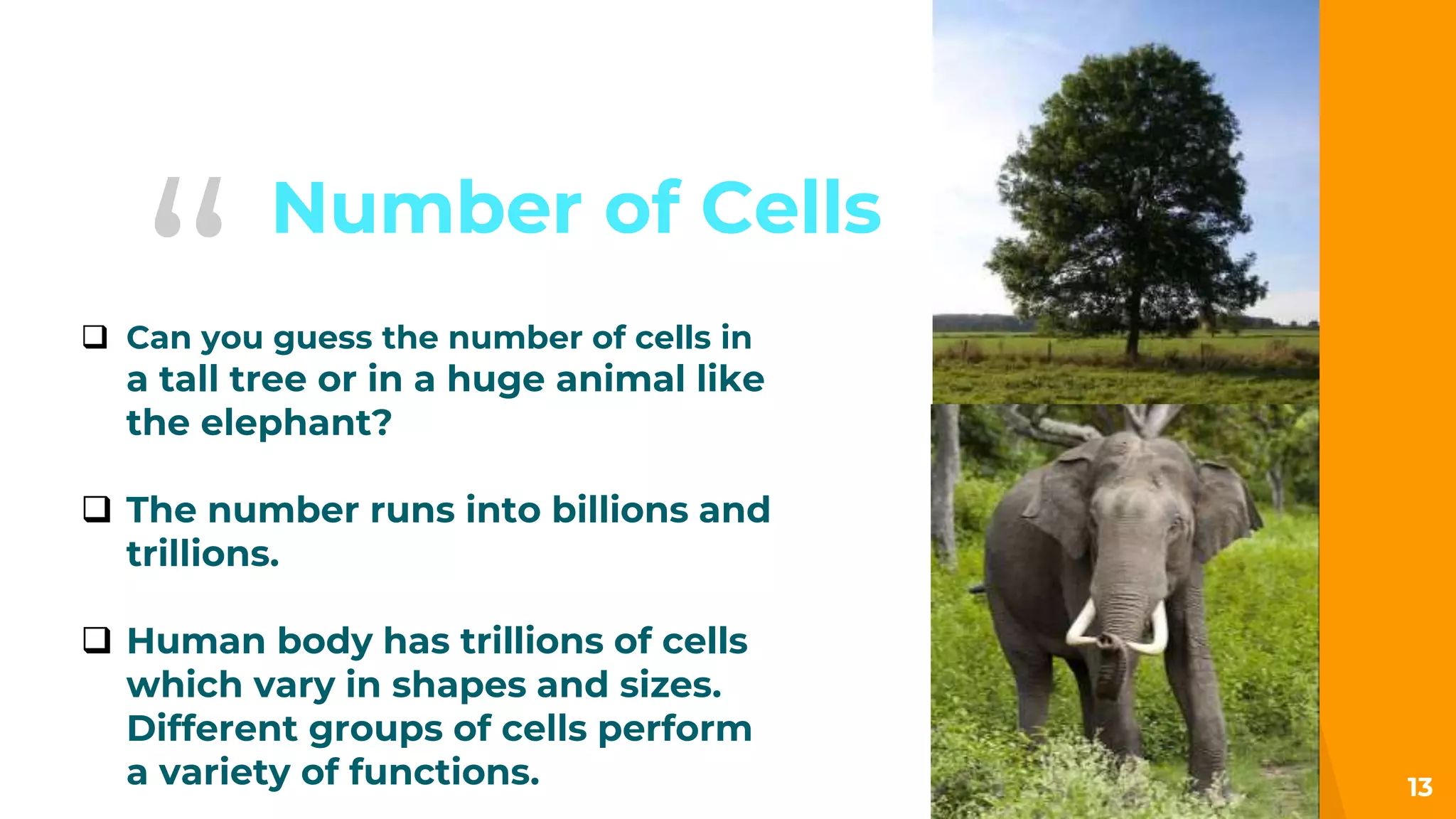 CELL- STRUCTURE AND FUNCTIONS CLASS 8.pptx