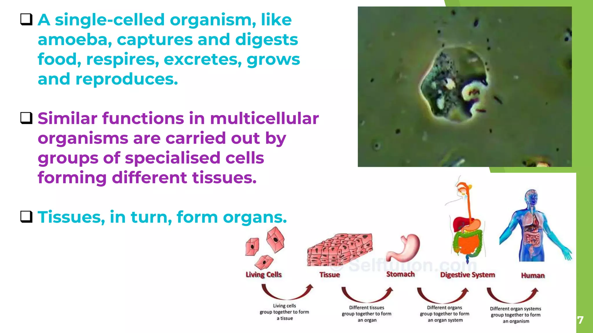 CELL- STRUCTURE AND FUNCTIONS CLASS 8.pptx