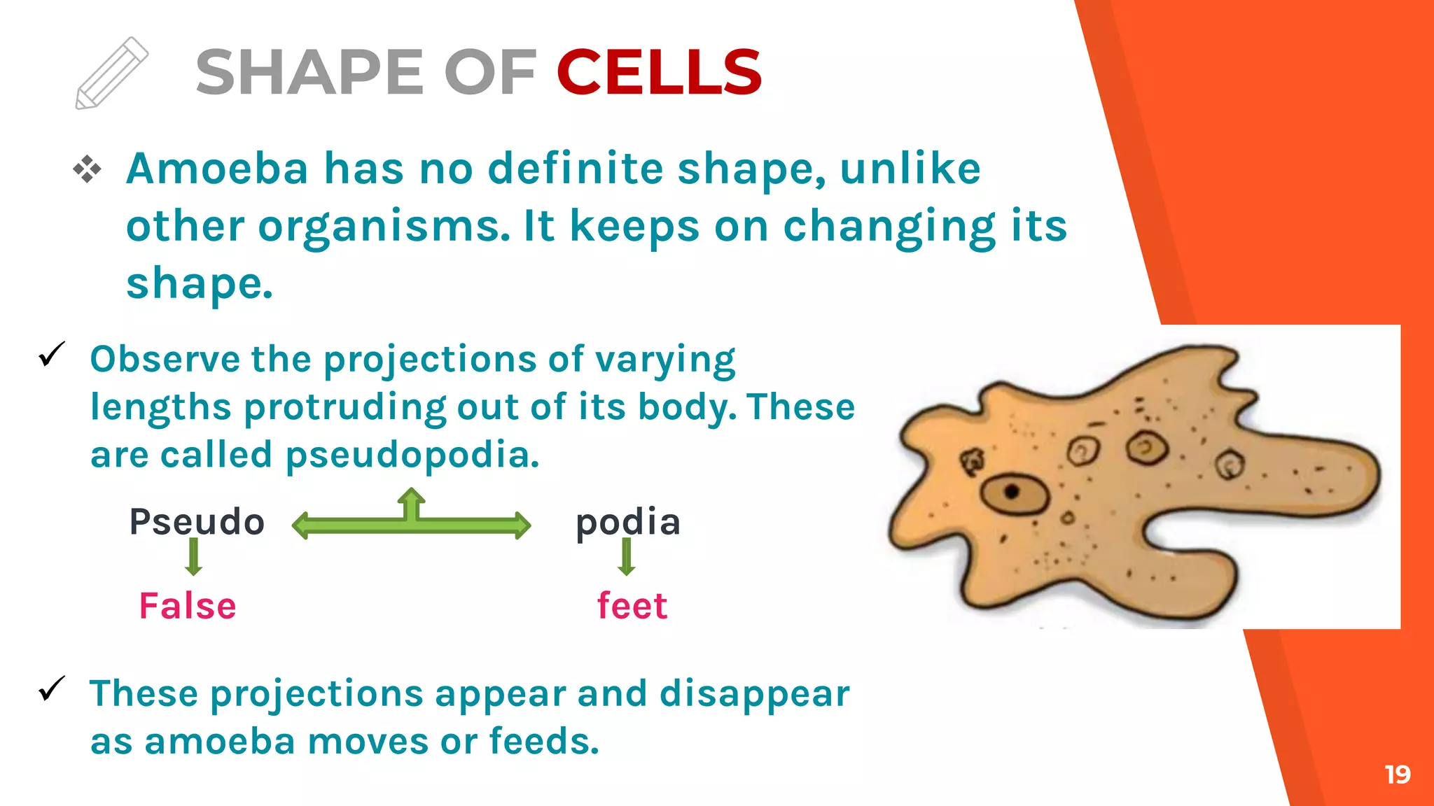 CELL- STRUCTURE AND FUNCTIONS CLASS 8.pptx