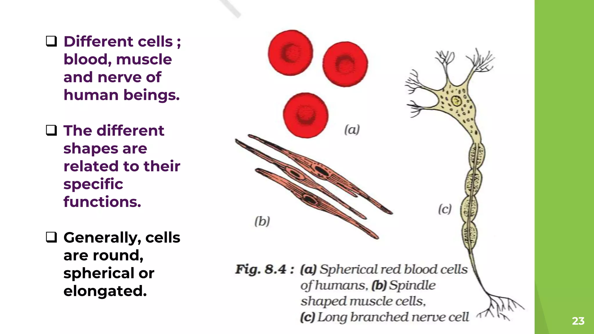CELL- STRUCTURE AND FUNCTIONS CLASS 8.pptx