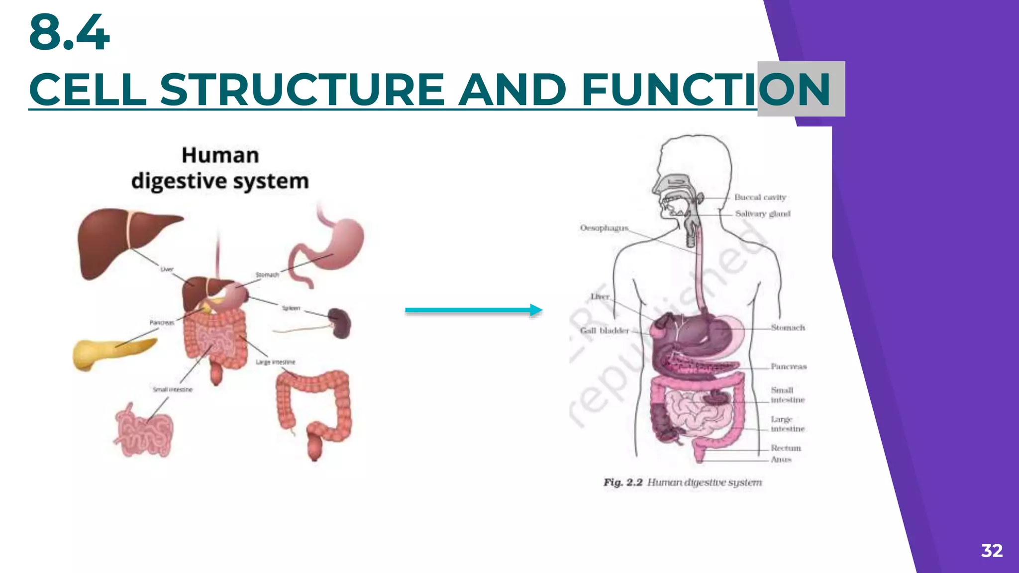 CELL- STRUCTURE AND FUNCTIONS CLASS 8.pptx