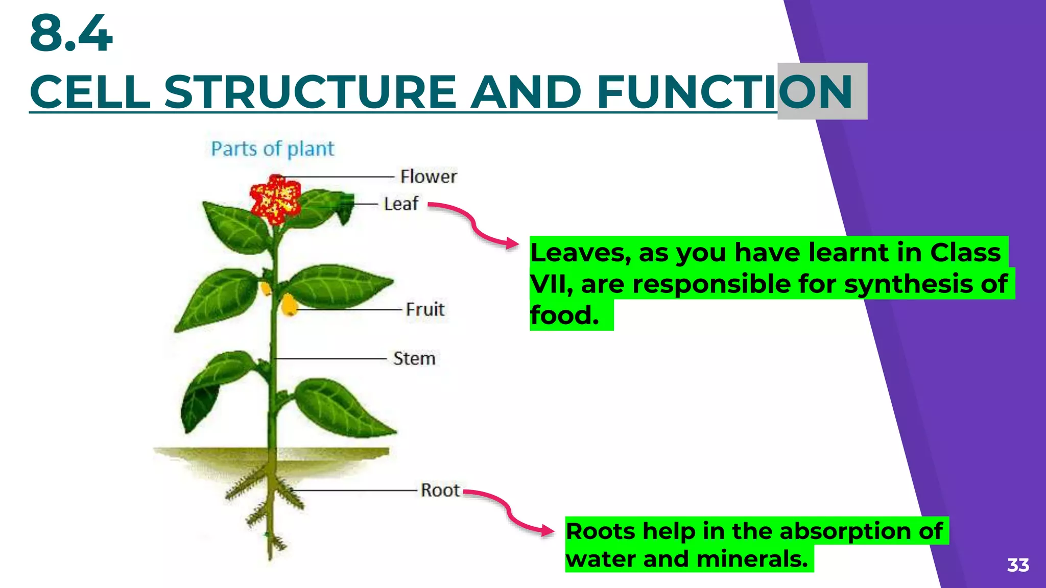 CELL- STRUCTURE AND FUNCTIONS CLASS 8.pptx