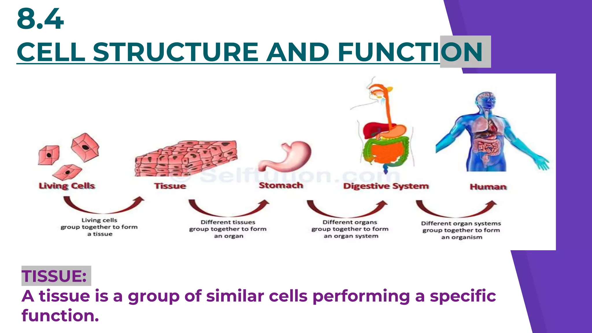 CELL- STRUCTURE AND FUNCTIONS CLASS 8.pptx