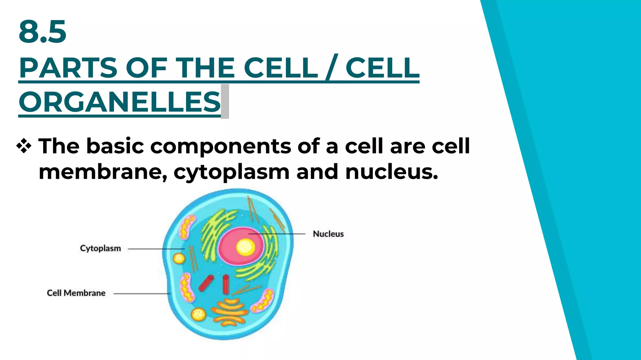 CELL- STRUCTURE AND FUNCTIONS CLASS 8.pptx