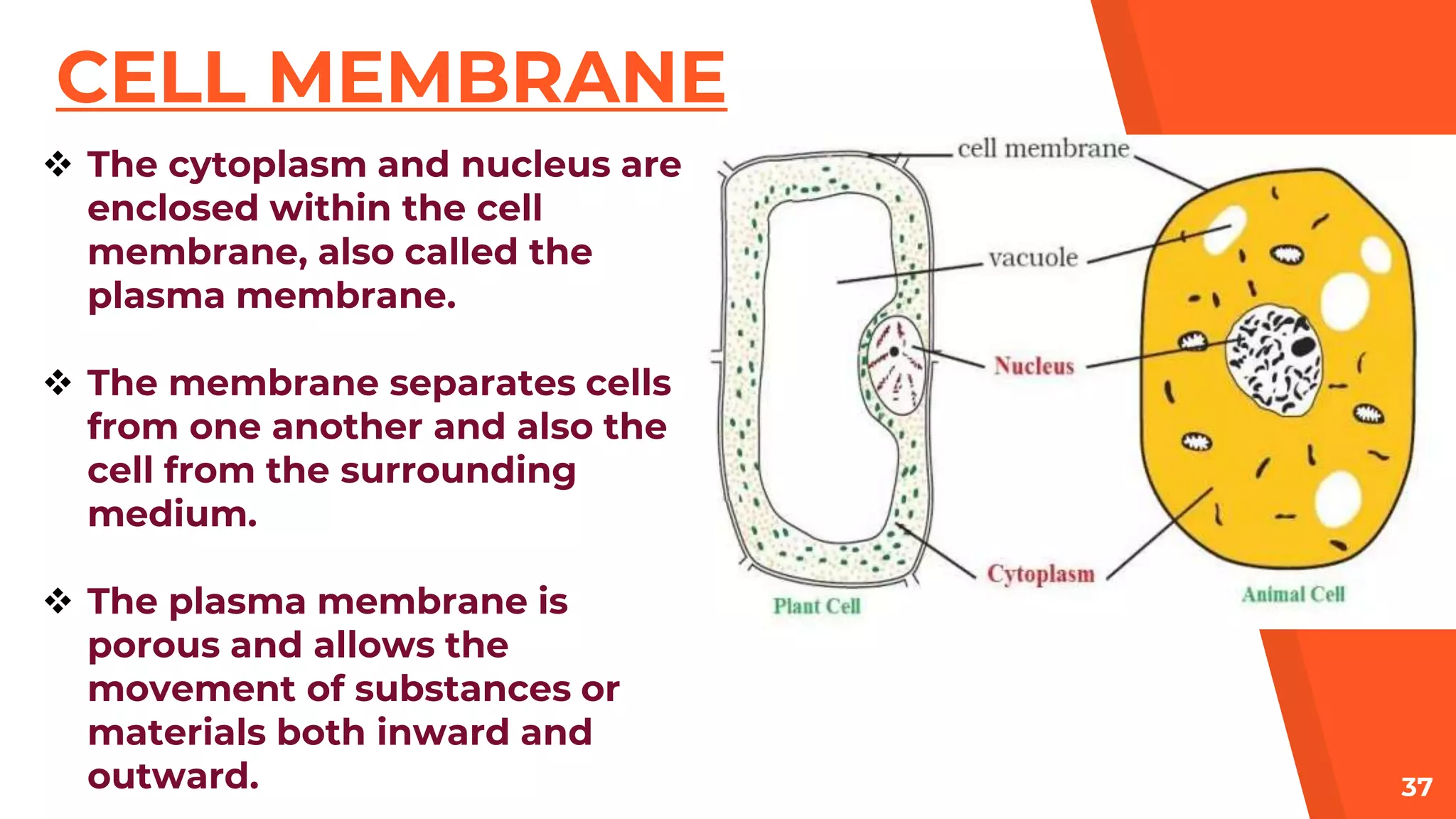 CELL- STRUCTURE AND FUNCTIONS CLASS 8.pptx