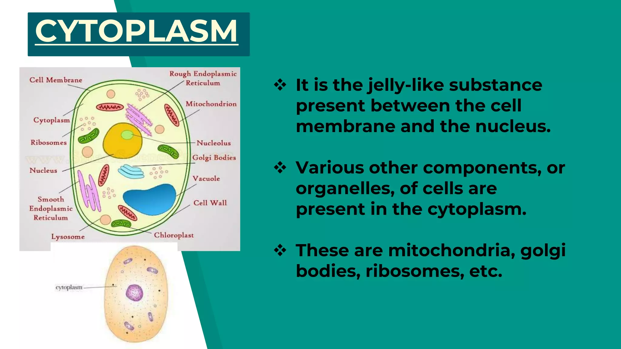 CELL- STRUCTURE AND FUNCTIONS CLASS 8.pptx