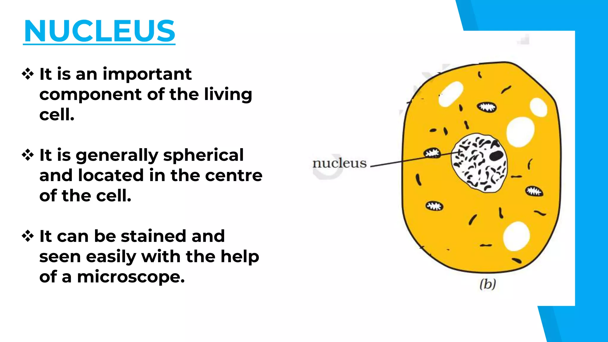 CELL- STRUCTURE AND FUNCTIONS CLASS 8.pptx