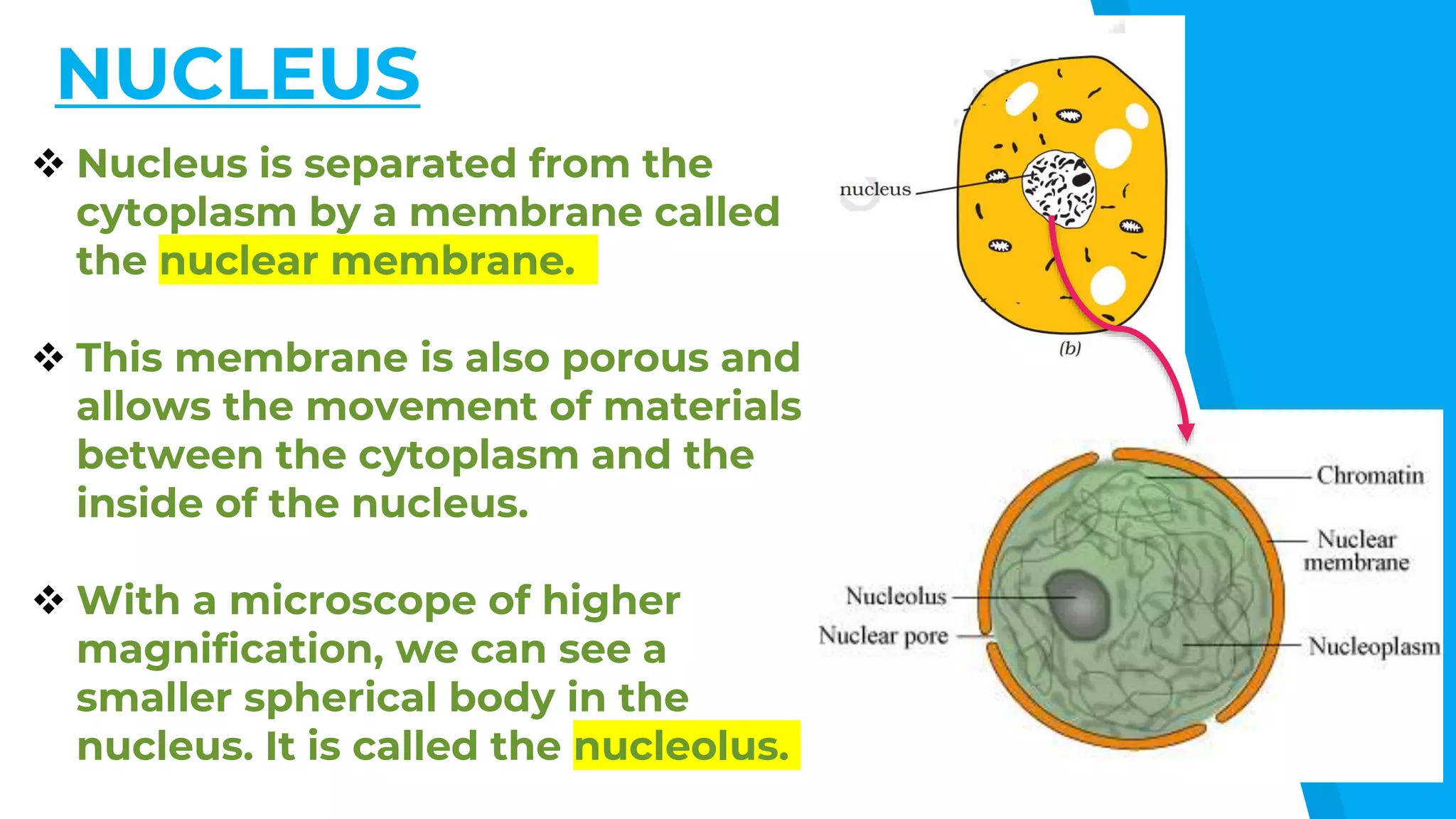 CELL- STRUCTURE AND FUNCTIONS CLASS 8.pptx