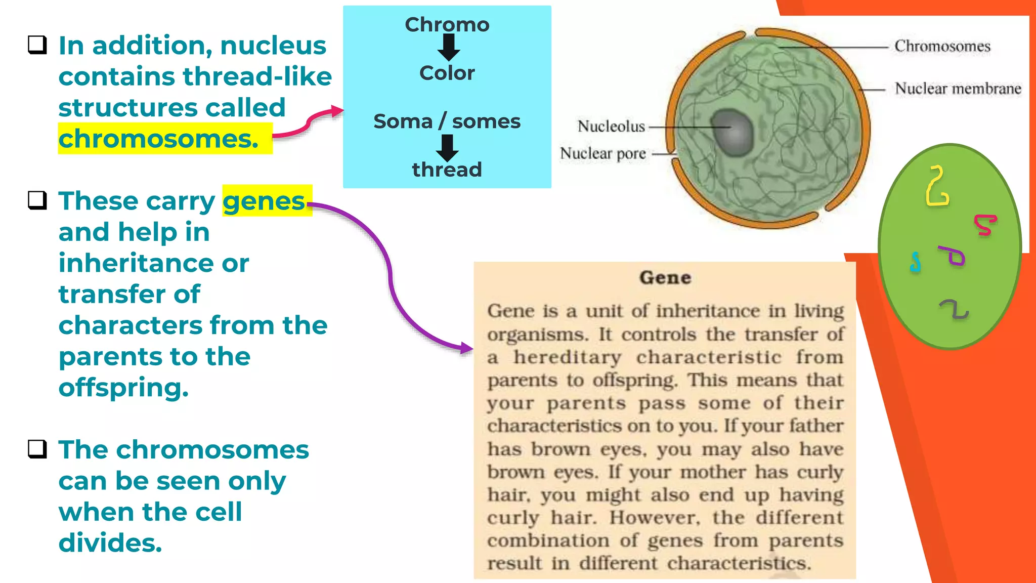 CELL- STRUCTURE AND FUNCTIONS CLASS 8.pptx