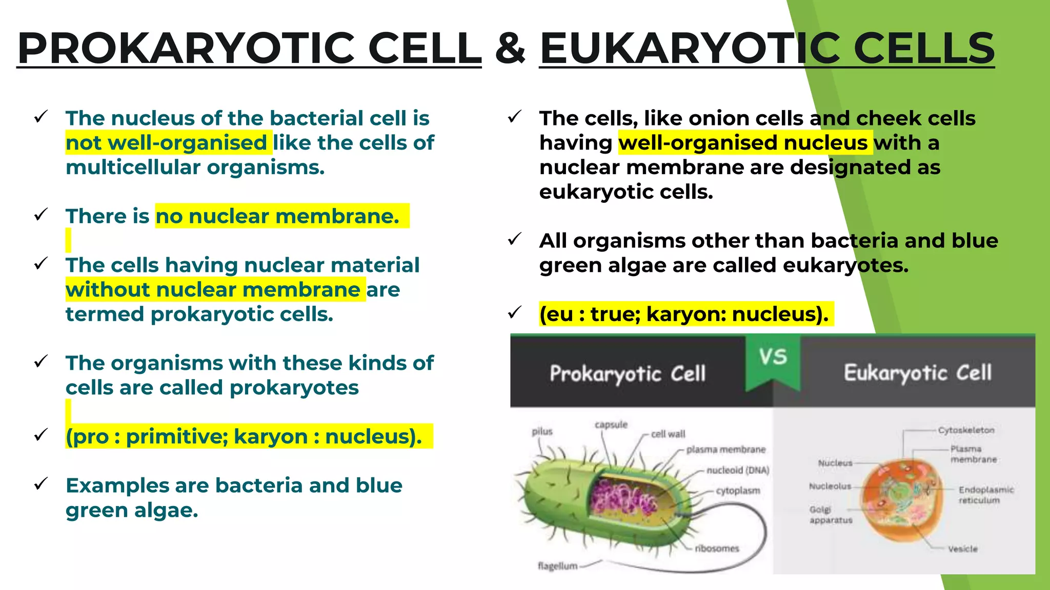 CELL- STRUCTURE AND FUNCTIONS CLASS 8.pptx