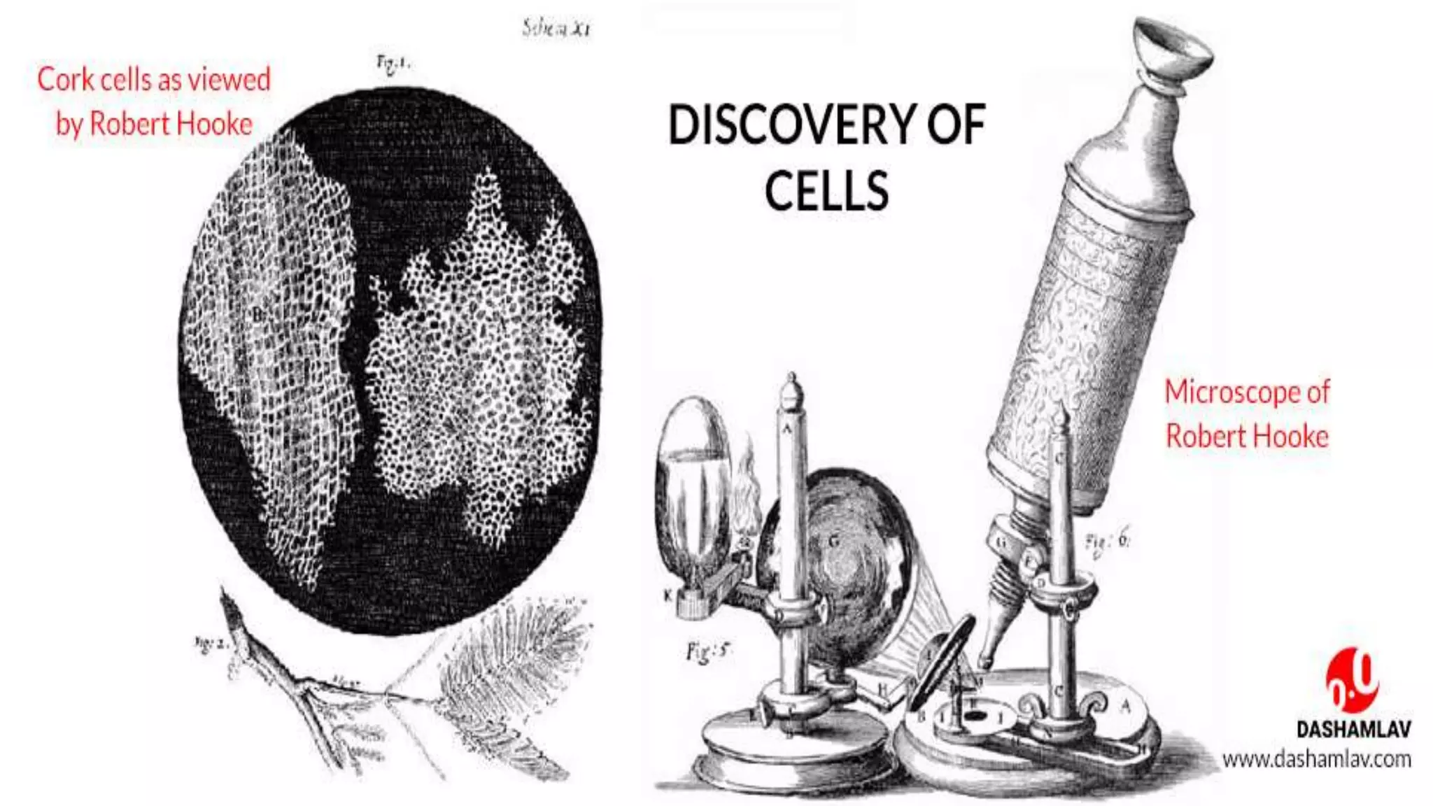 CELL- STRUCTURE AND FUNCTIONS CLASS 8.pptx