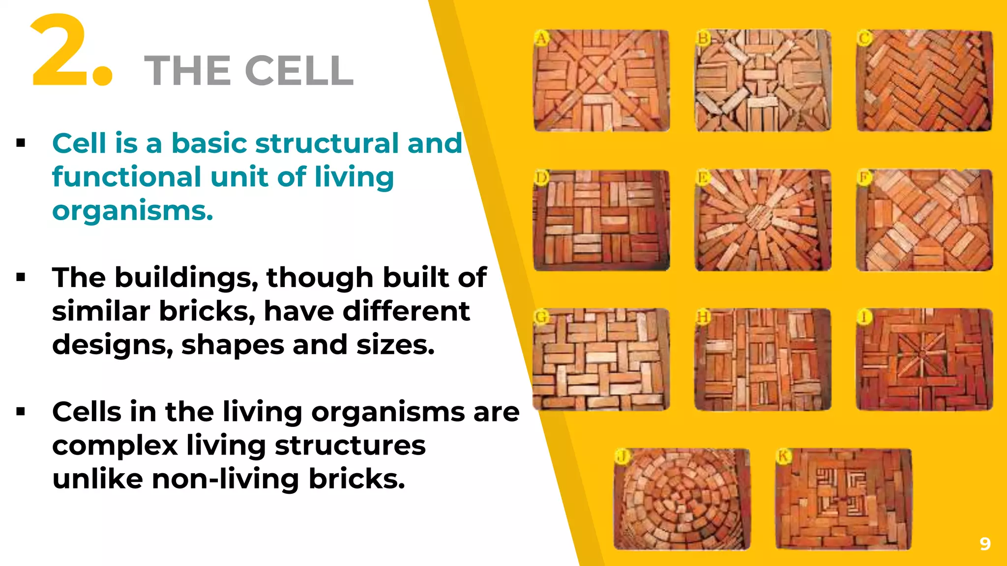 CELL- STRUCTURE AND FUNCTIONS CLASS 8.pptx