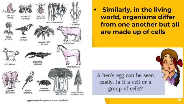 CELL- STRUCTURE AND FUNCTIONS CLASS 8.pptx