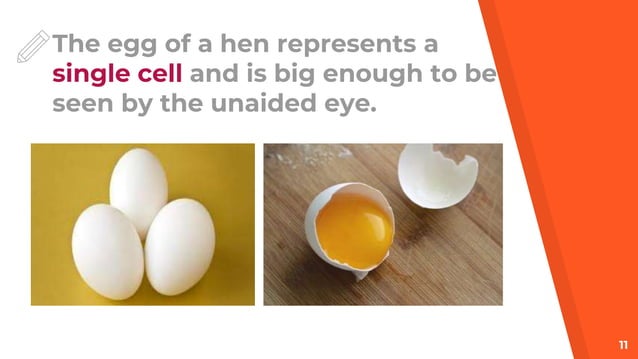 CELL- STRUCTURE AND FUNCTIONS CLASS 8.pptx
