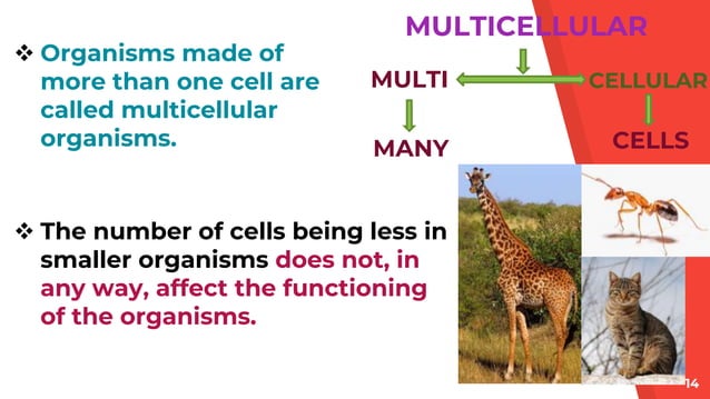 CELL- STRUCTURE AND FUNCTIONS CLASS 8.pptx