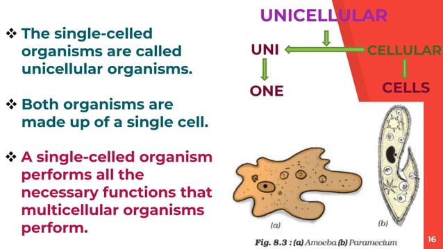 CELL- STRUCTURE AND FUNCTIONS CLASS 8.pptx