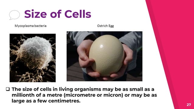 CELL- STRUCTURE AND FUNCTIONS CLASS 8.pptx