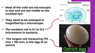 CELL- STRUCTURE AND FUNCTIONS CLASS 8.pptx
