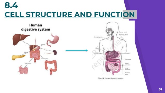 CELL- STRUCTURE AND FUNCTIONS CLASS 8.pptx