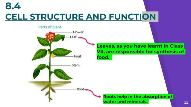 CELL- STRUCTURE AND FUNCTIONS CLASS 8.pptx