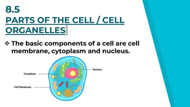 CELL- STRUCTURE AND FUNCTIONS CLASS 8.pptx