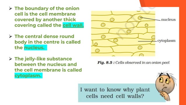 CELL- STRUCTURE AND FUNCTIONS CLASS 8.pptx
