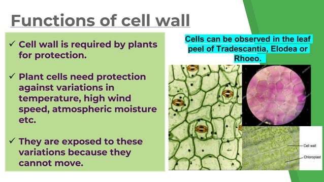 CELL- STRUCTURE AND FUNCTIONS CLASS 8.pptx