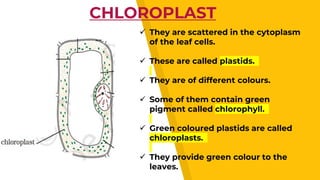 CELL- STRUCTURE AND FUNCTIONS CLASS 8.pptx