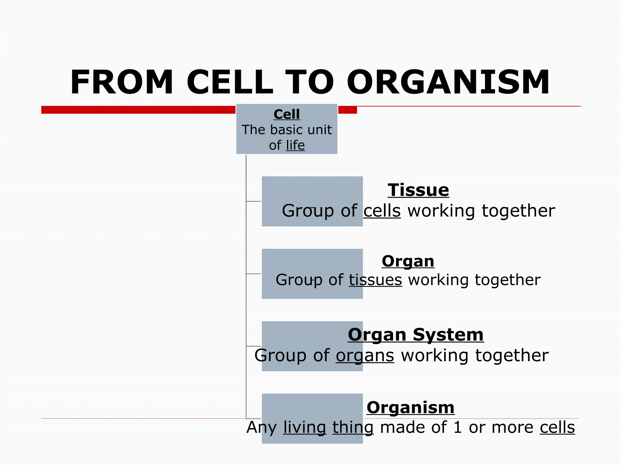Cell-structures-lesson2.pptx Cellllllllll | PPT