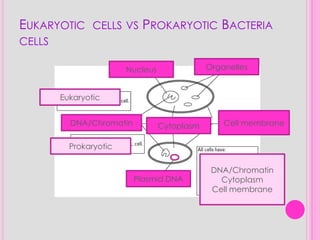 Cell-Theory-lesson 1,13,-14, (1).ppt.xxx