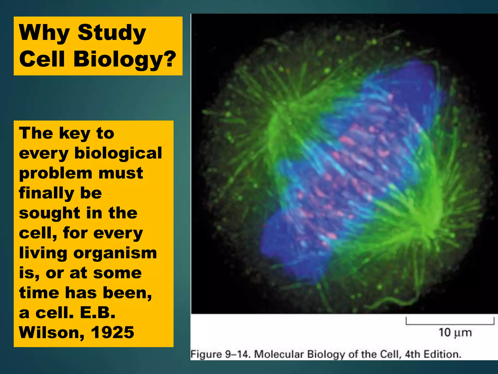 Cell-Theory.ppt