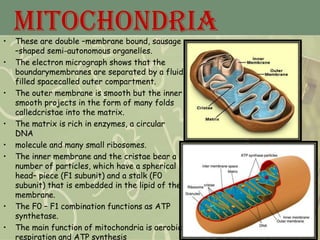 Cell The unit of life | PPTX