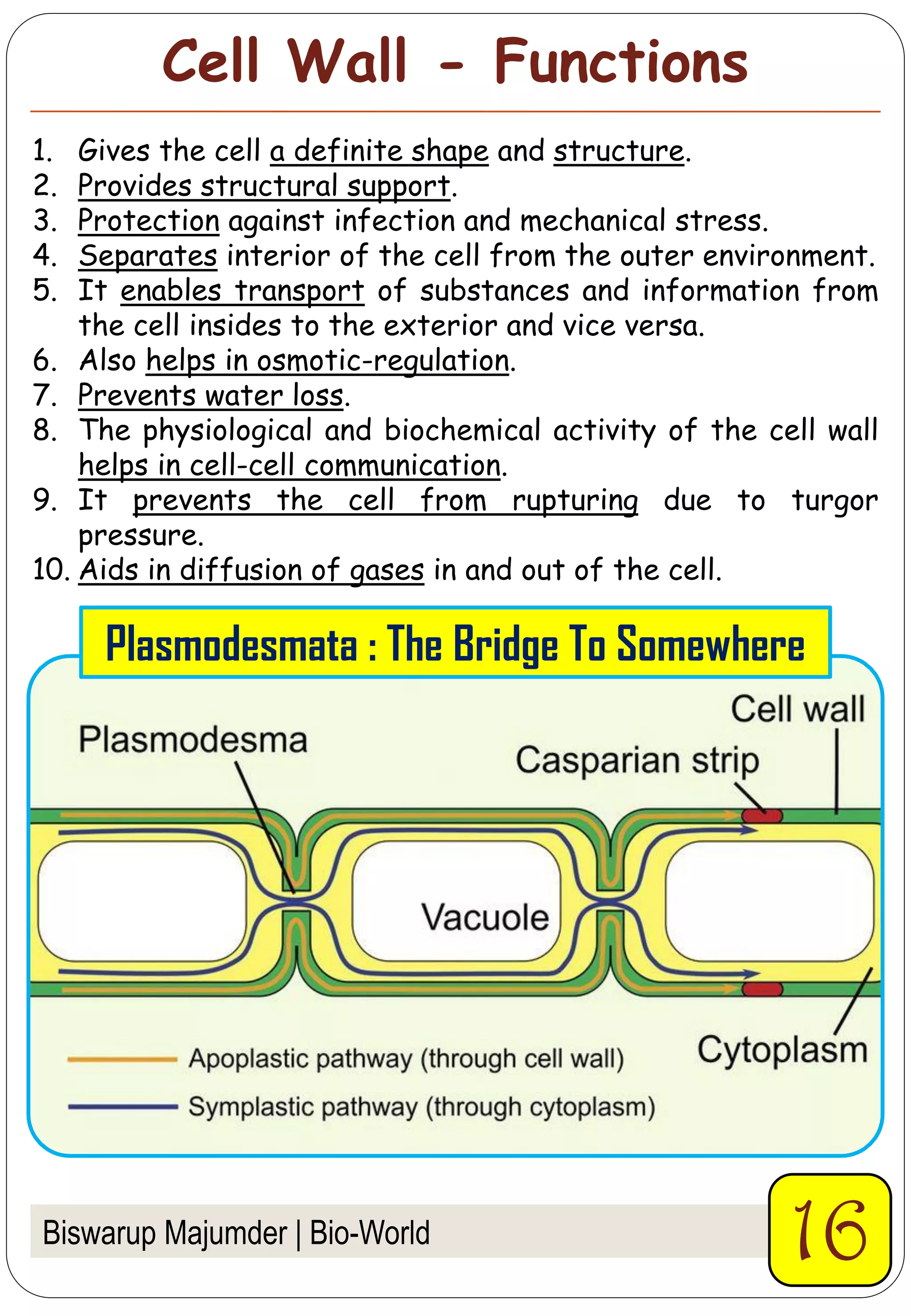 Cell : The Unit of Life | PDF