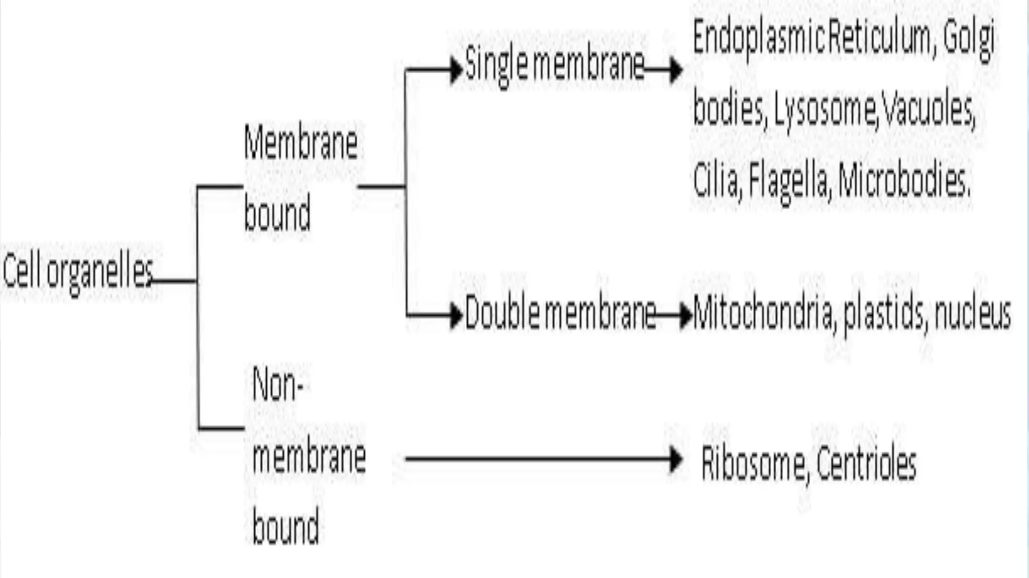 Cell: The Unit of Life | PPTX