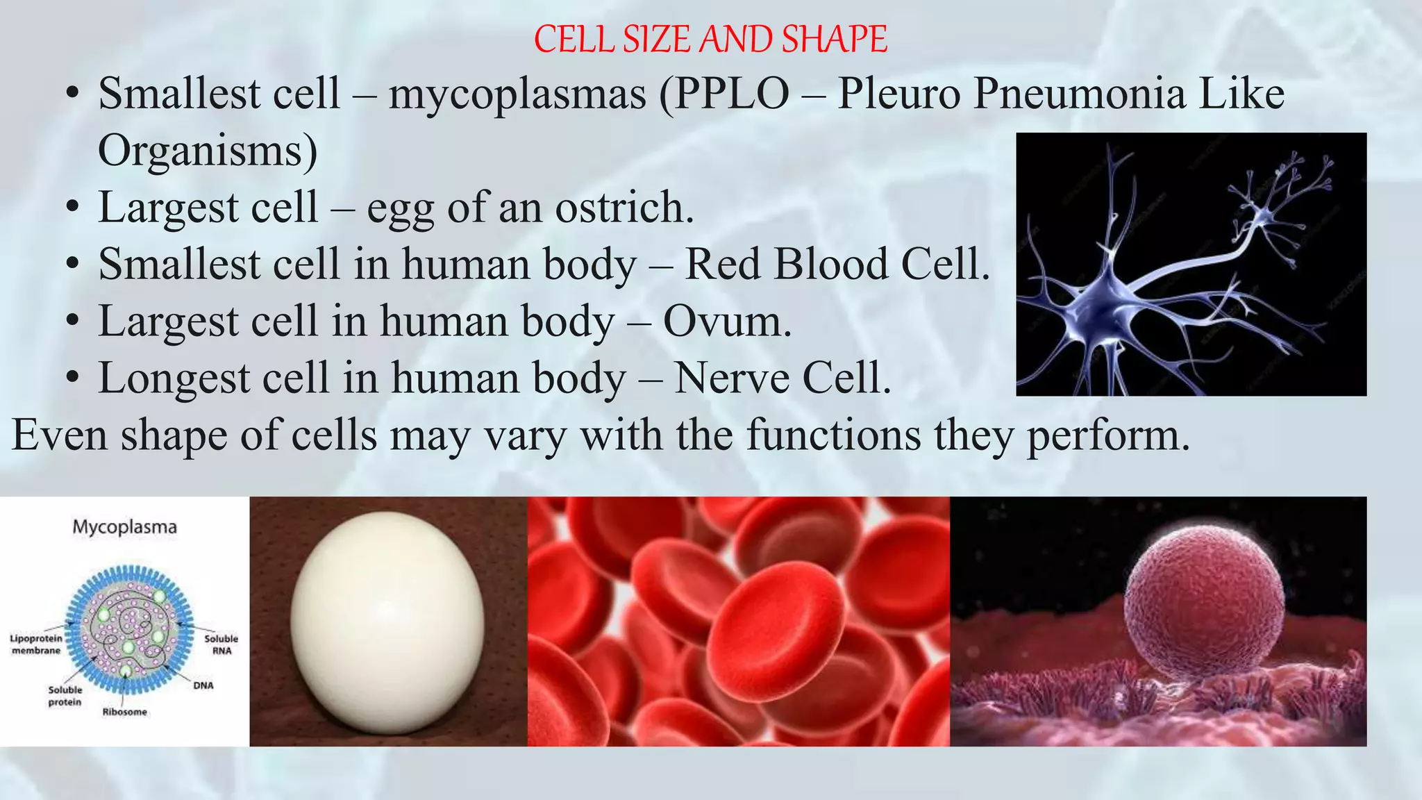 Cell: The Unit of Life | PPTX