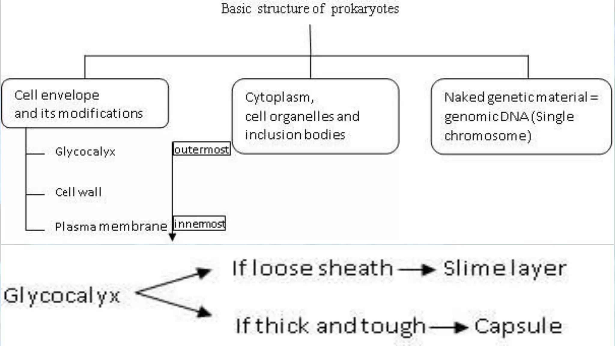 Cell: The Unit of Life | PPTX