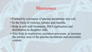 Cell: The Unit of Life | PPTX